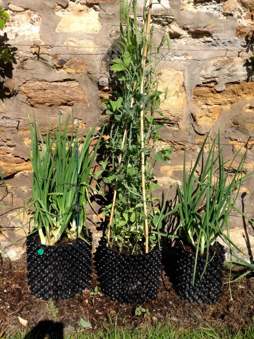 Air-Pot Gardener | Growing better plants with Air-Pot containers. | Page 2