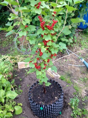 Air-Pot Gardener | Growing better plants with Air-Pot containers. | Page 2