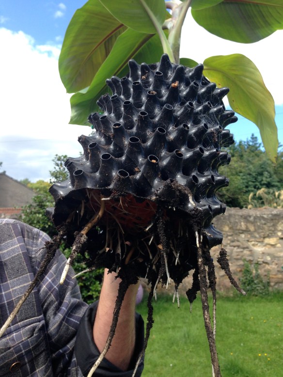 Air-Pot Gardener | Growing better plants with Air-Pot containers. | Page 2