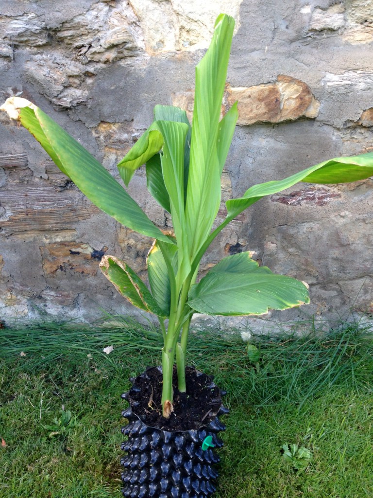 Air-Pot Gardener | Growing better plants with Air-Pot containers. | Page 2