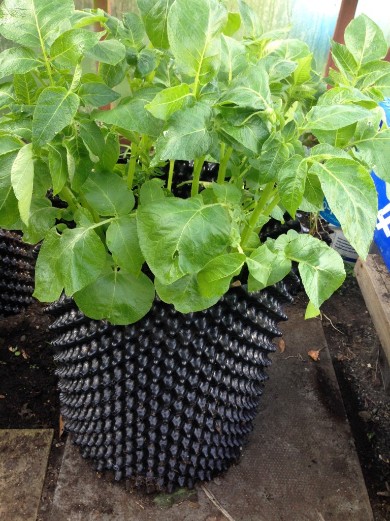 Air-Pot Gardener | Growing better plants with Air-Pot containers. | Page 2