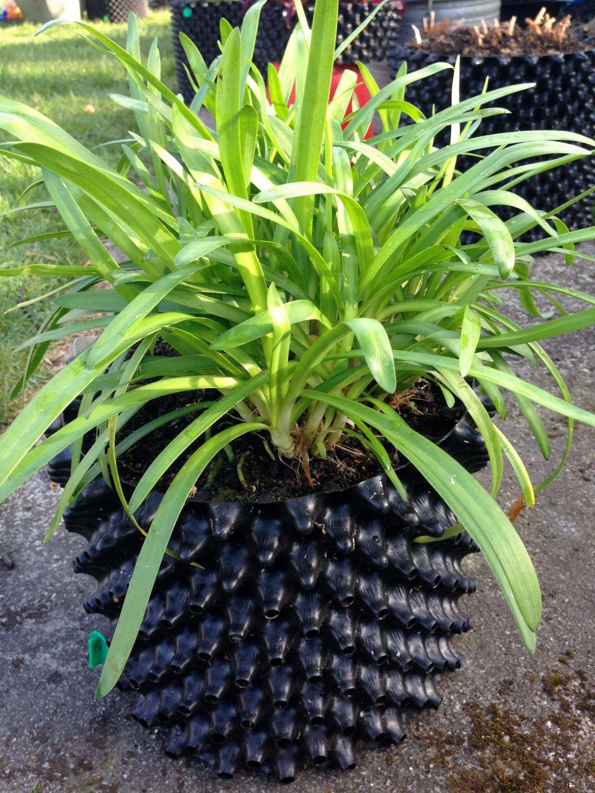 Air-Pot Gardener | Growing better plants with Air-Pot containers. | Page 2