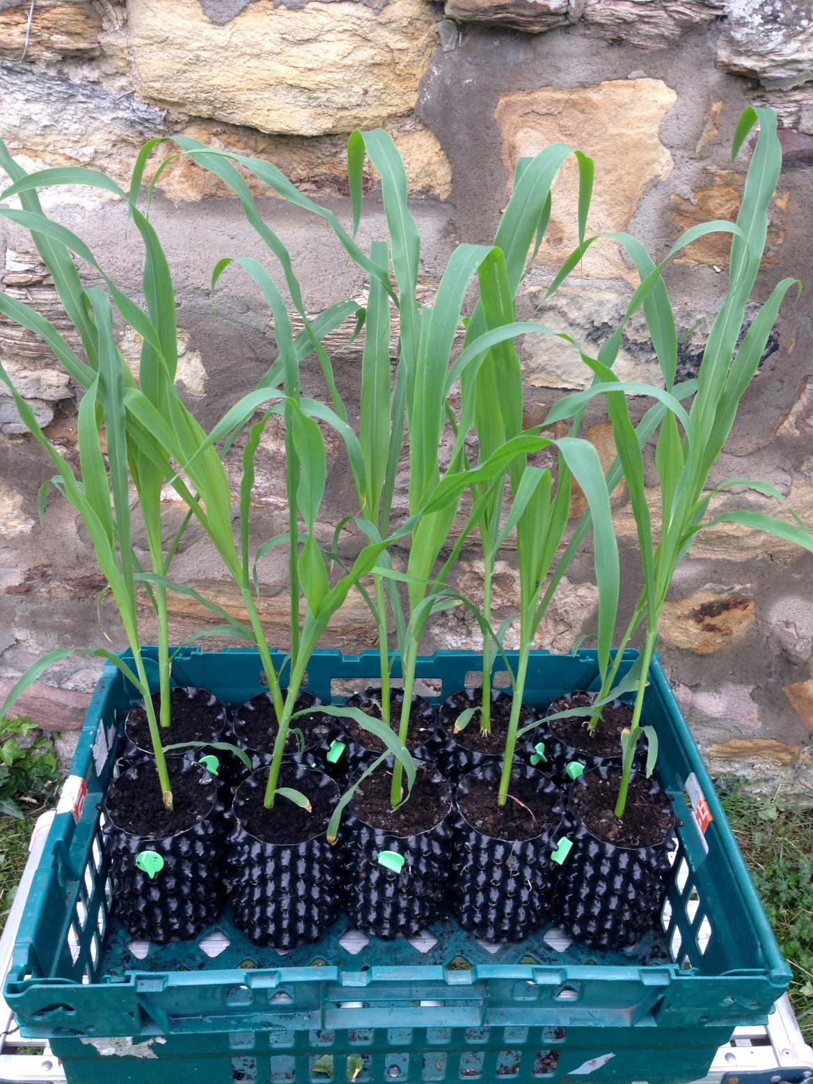 Air-Pot Gardener | Growing better plants with Air-Pot containers. | Page 2