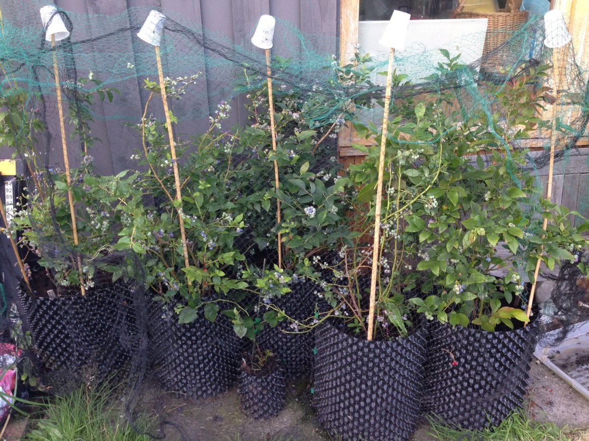 Air-Pot Gardener | Growing better plants with Air-Pot containers. | Page 2