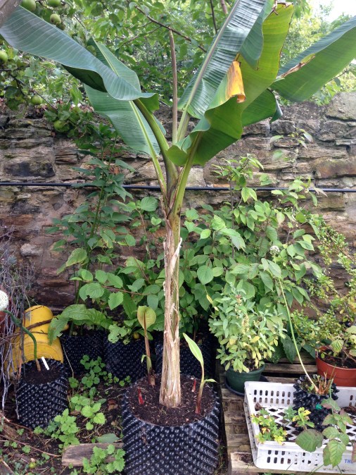 Air-Pot Gardener | Growing better plants with Air-Pot containers. | Page 2