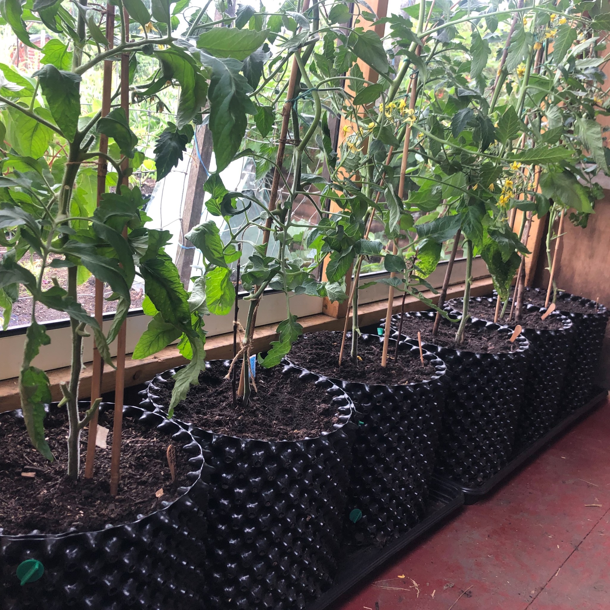 Air-Pot Gardener | Growing better plants with Air-Pot containers.