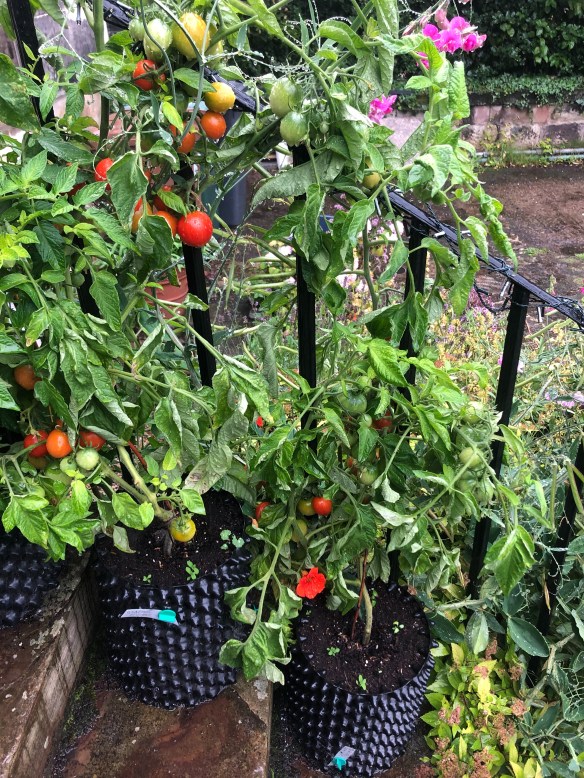 Air-Pot Gardener | Growing better plants with Air-Pot containers.