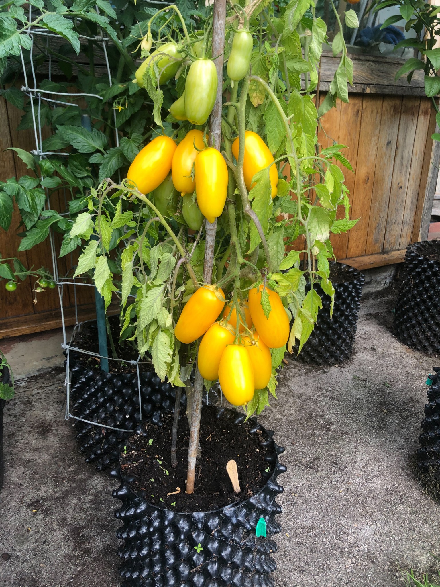 Air-Pot Gardener | Growing better plants with Air-Pot containers.