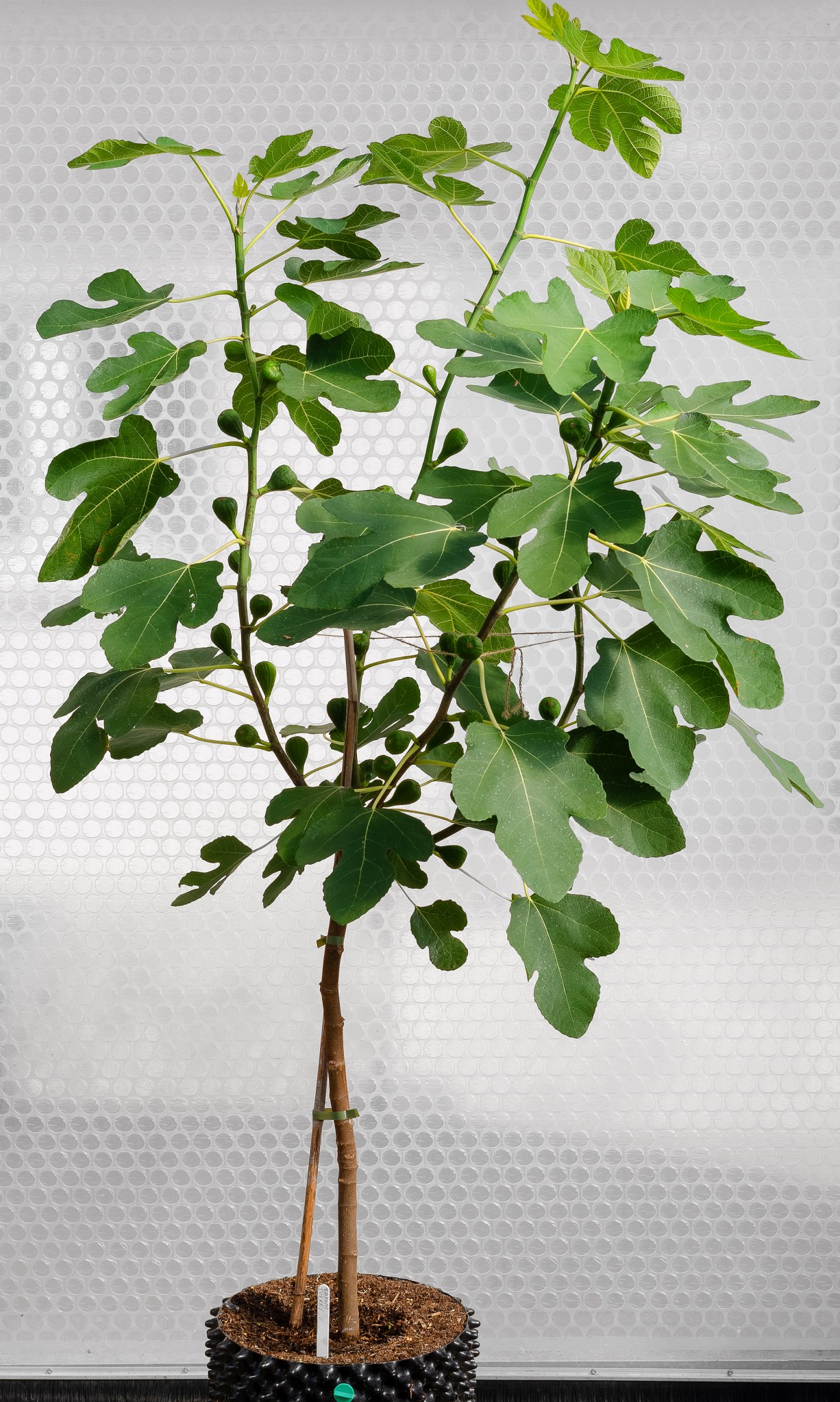 Air-Pot Gardener | Growing better plants with Air-Pot containers.