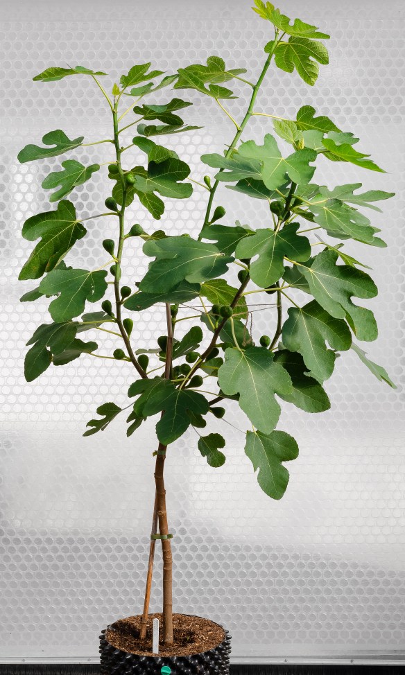 Air-Pot Gardener | Growing better plants with Air-Pot containers.