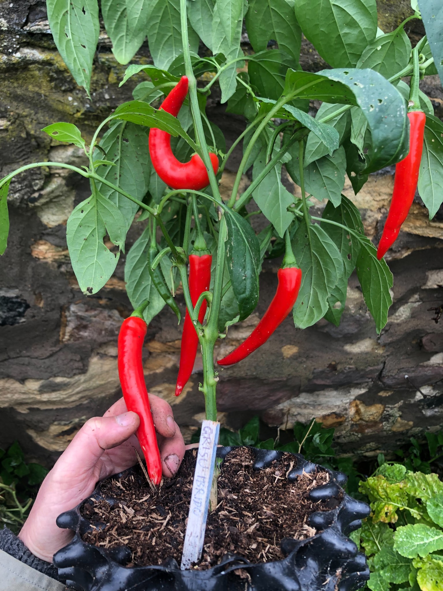 Air-Pot Gardener | Growing better plants with Air-Pot containers.