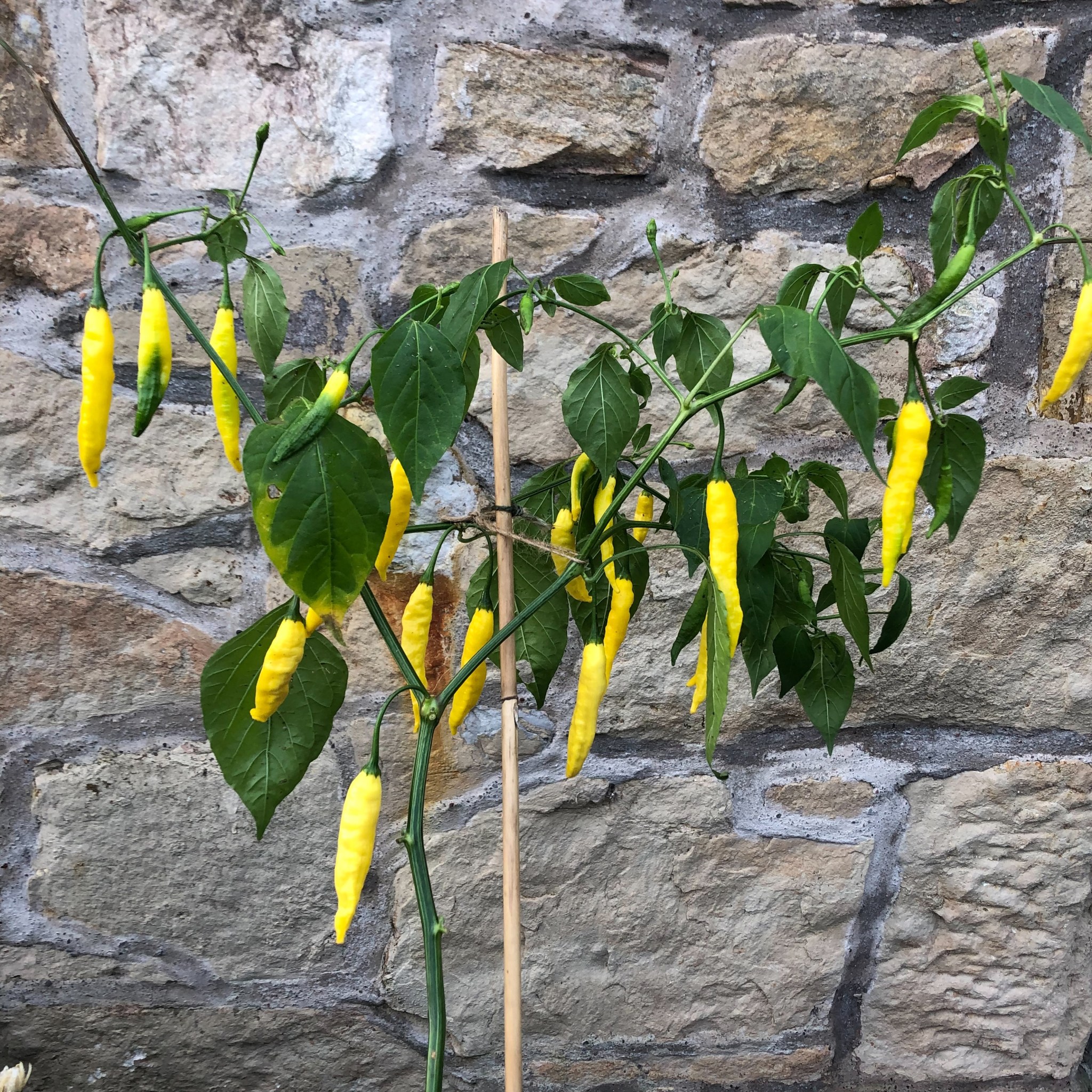 Air-Pot Gardener | Growing better plants with Air-Pot containers.