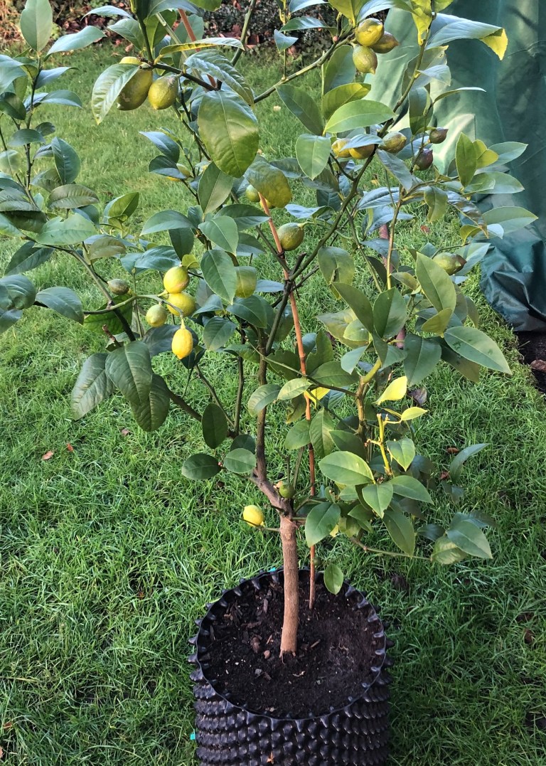 Air-Pot Gardener | Growing better plants with Air-Pot containers.