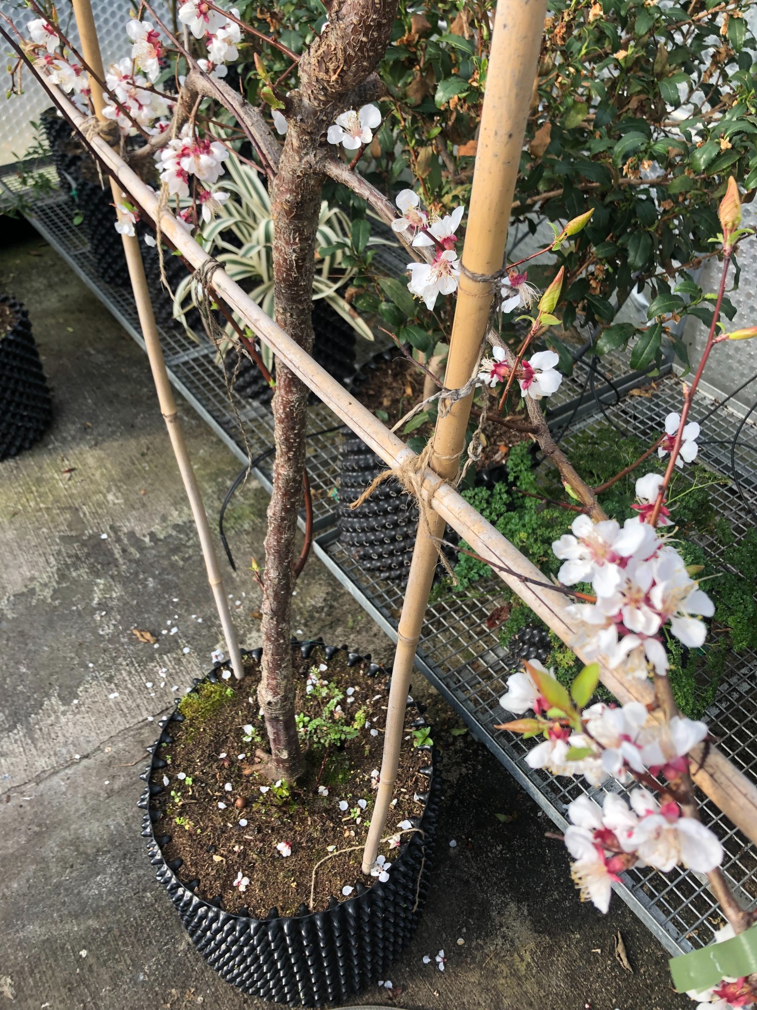 Air-Pot Gardener | Growing better plants with Air-Pot containers.