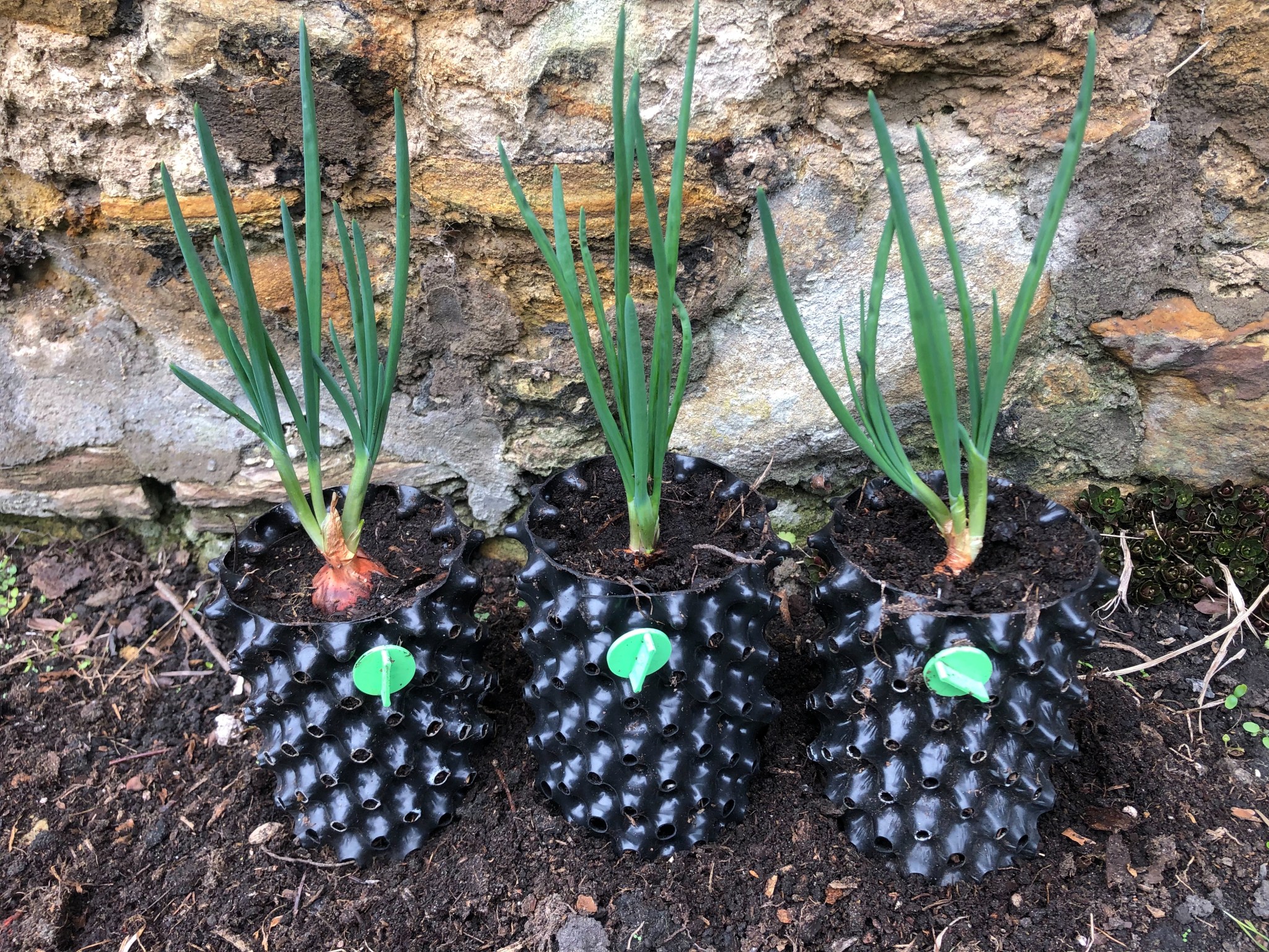 Air-Pot Gardener | Growing better plants with Air-Pot containers.