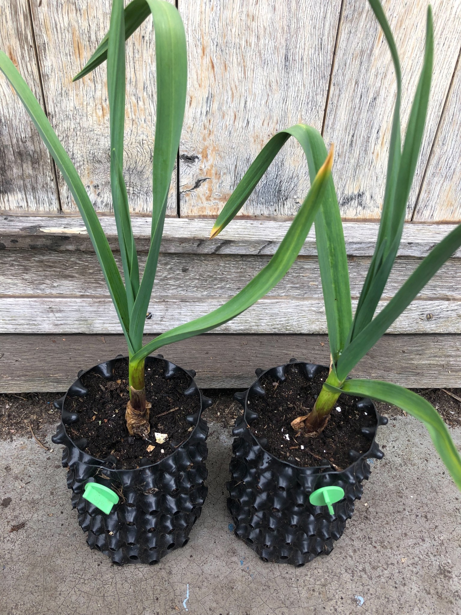 Air-Pot Gardener | Growing better plants with Air-Pot containers.