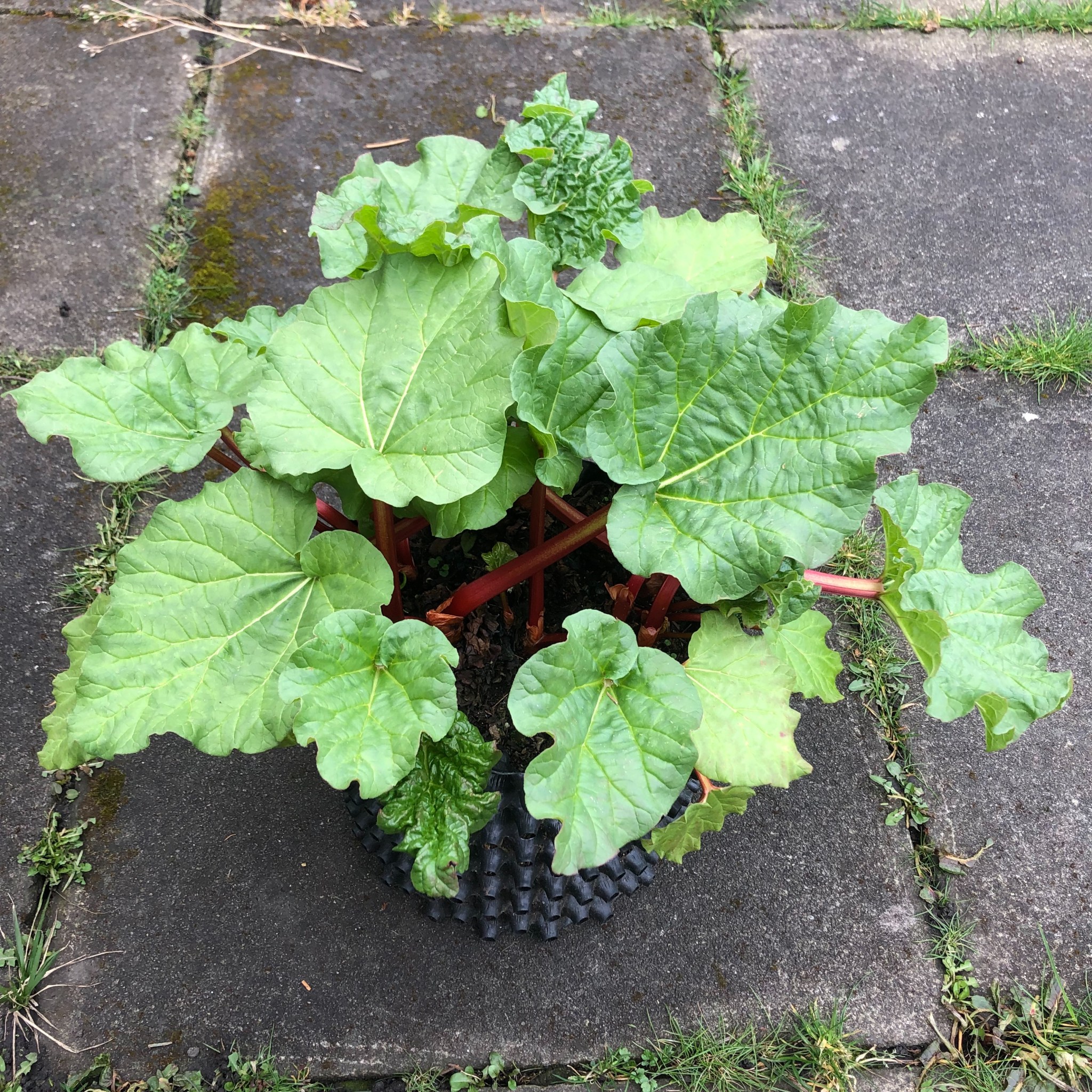 Air-Pot Gardener | Growing better plants with Air-Pot containers.