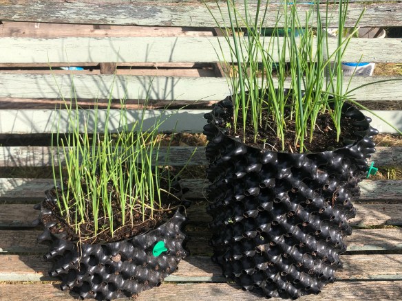 Air-Pot Gardener | Growing better plants with Air-Pot containers.