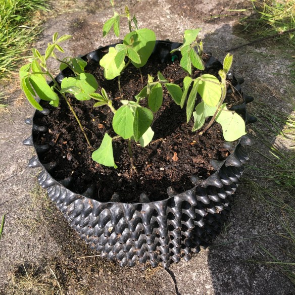 Air-Pot Gardener | Growing better plants with Air-Pot containers.