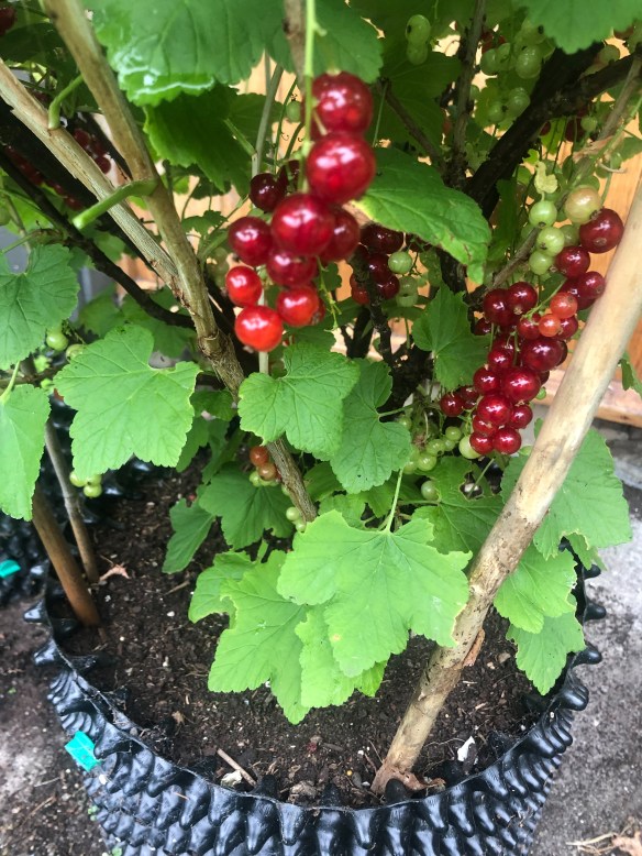 Air-Pot Gardener | Growing better plants with Air-Pot containers.