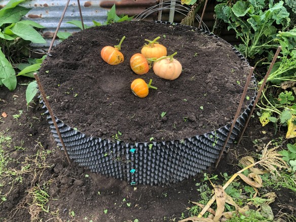 Air-Pot Gardener | Growing better plants with Air-Pot containers.