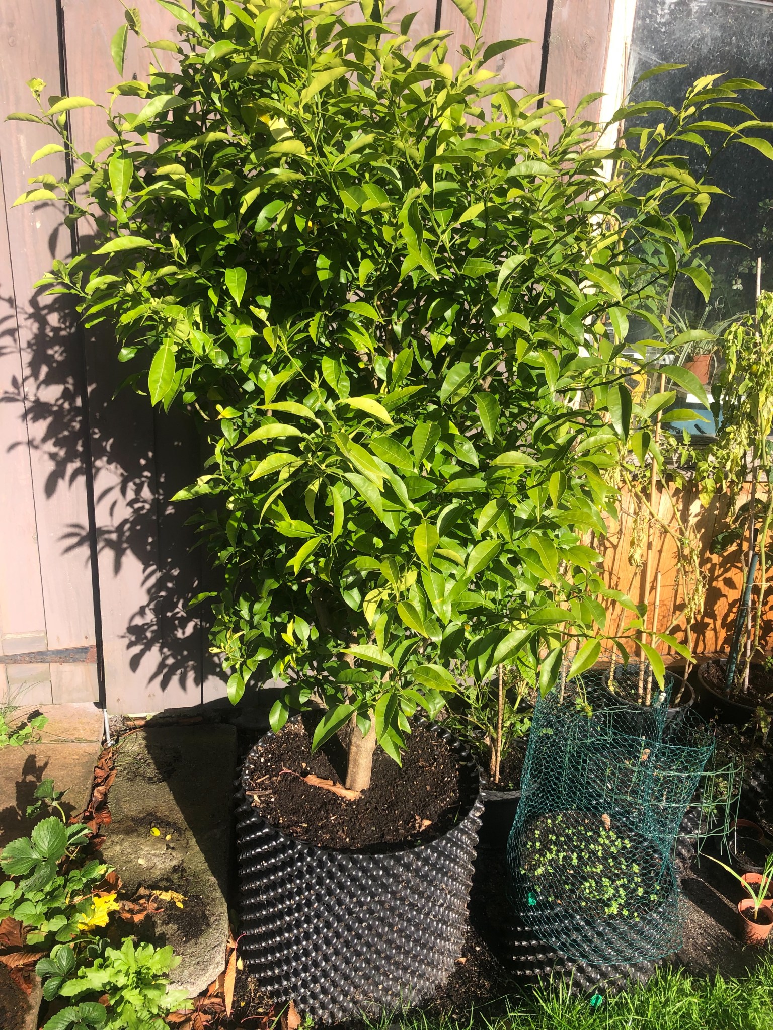 Air-Pot Gardener | Growing better plants with Air-Pot containers.