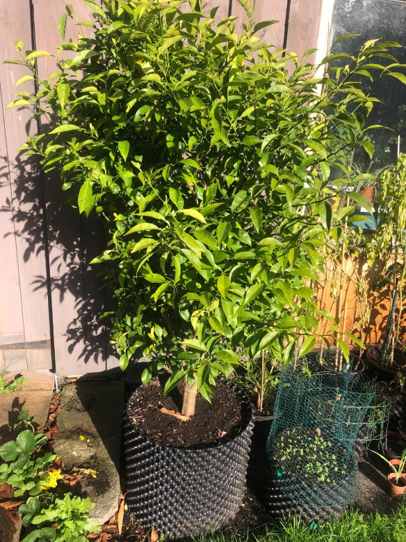 Air-Pot Gardener | Growing better plants with Air-Pot containers.